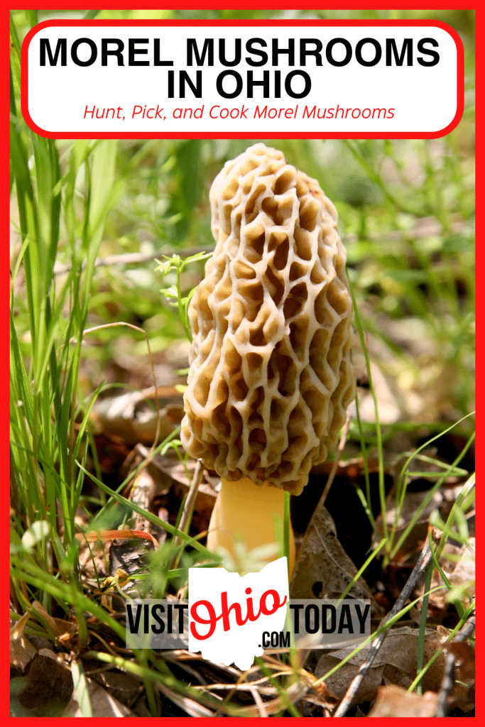 Morel Mushrooms in Ohio - Visit Ohio Today
