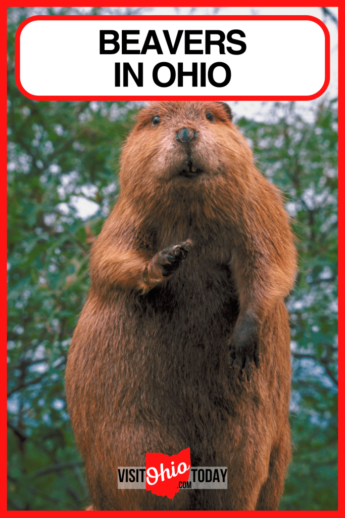 Beavers in Ohio - Visit Ohio Today