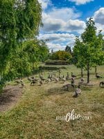 Cox Arboretum - Visit Ohio Today